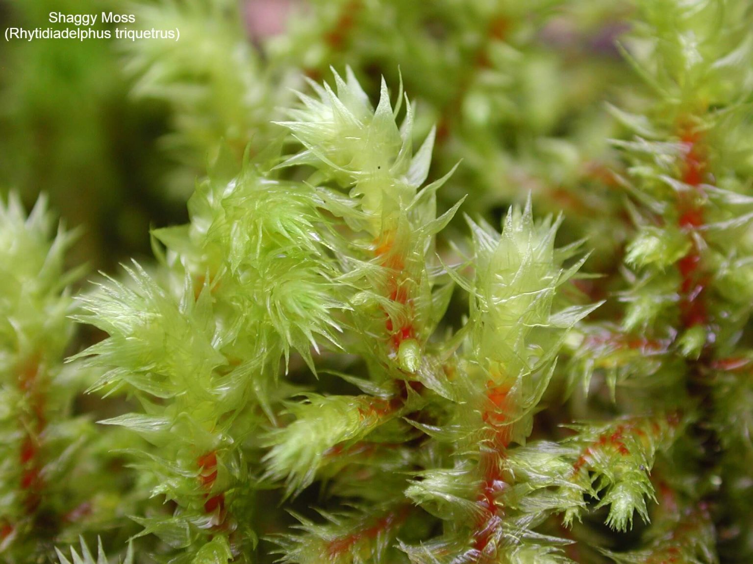 30+ Popular Types Of Mosses With Names, Pictures and Their Uses