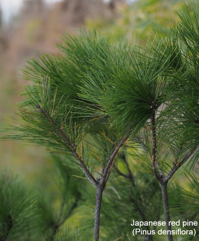 60+ Different Types Of Pine Trees (With Names and Pictures)