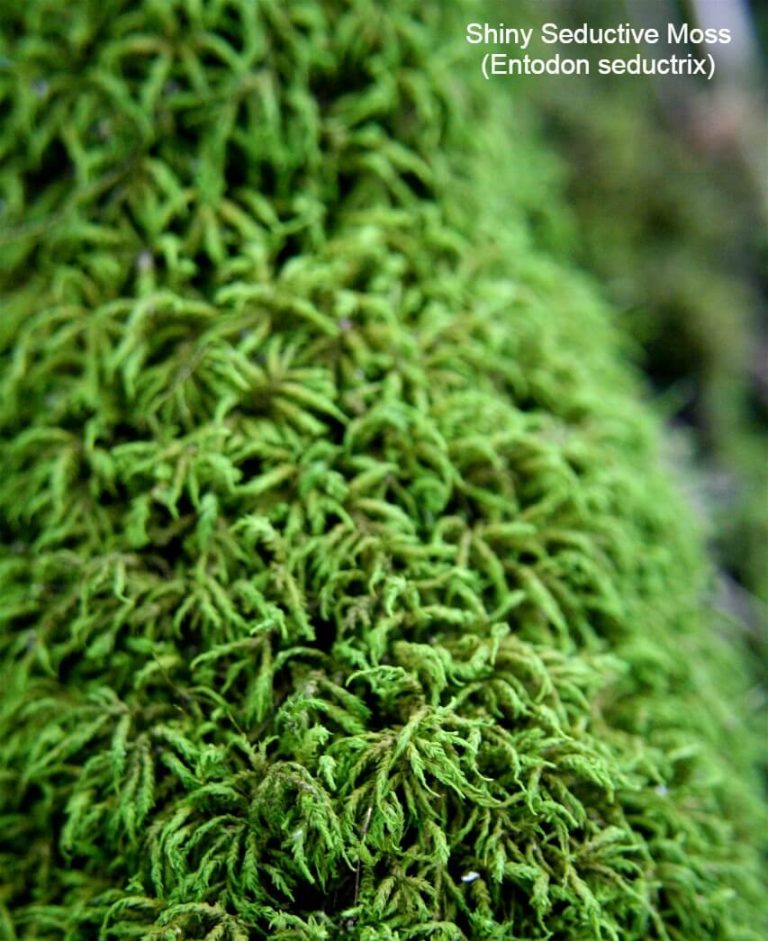 30+ Popular Types Of Mosses With Names, Pictures and Their Uses