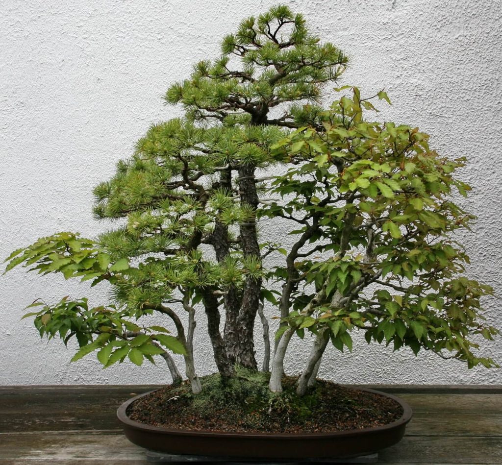 60+ Different Types Of Pine Trees (With Names and Pictures)