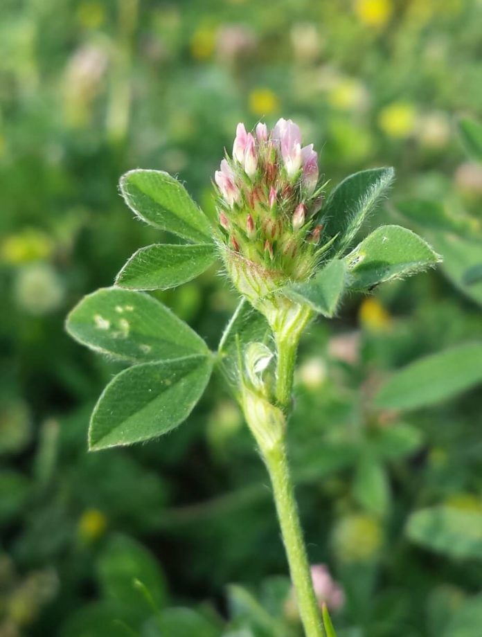 51+ Different Types Of Clovers With Names, Facts and Pictures