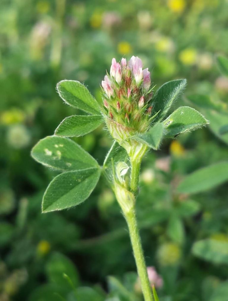 51+ Different Types Of Clovers With Names, Facts and Pictures