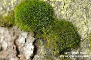 30+ Popular Types Of Mosses With Names, Pictures and Their Uses