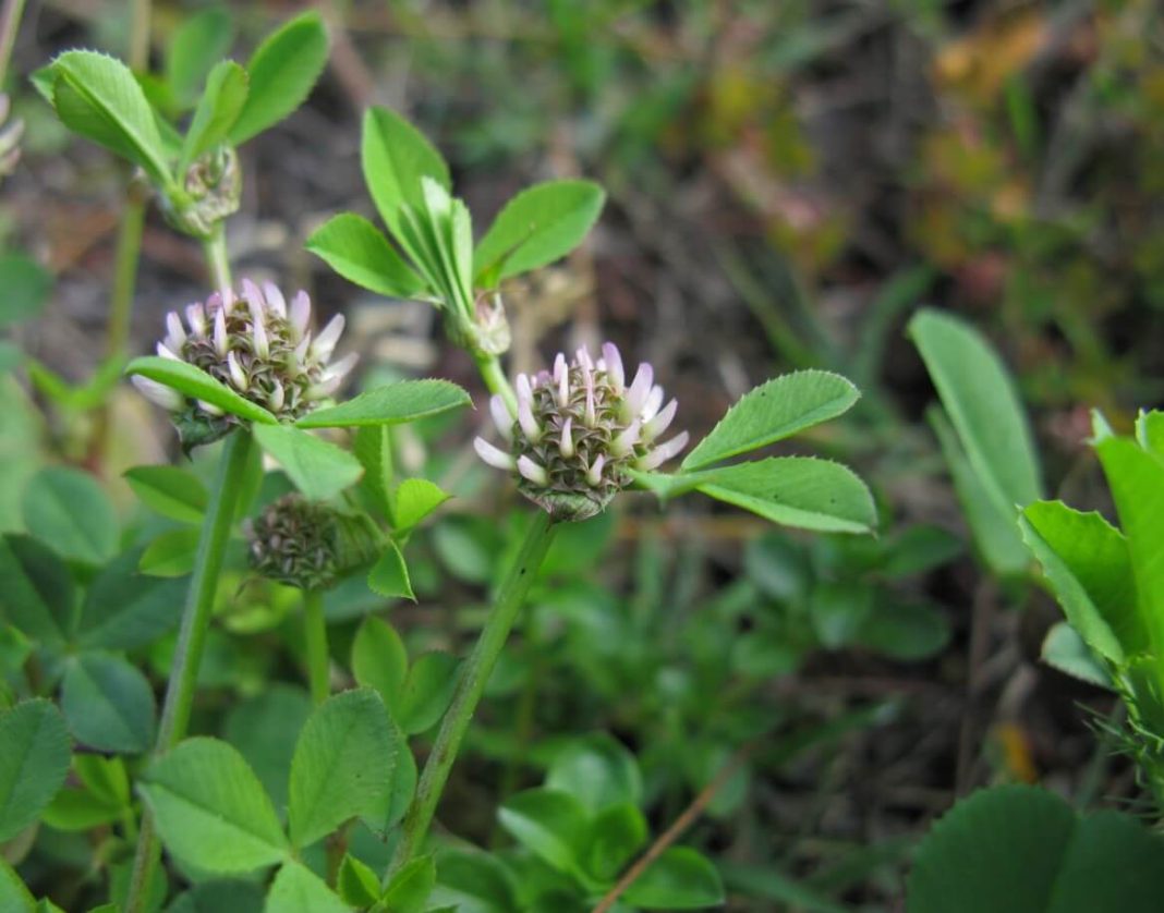 51+ Different Types Of Clovers With Names, Facts and Pictures