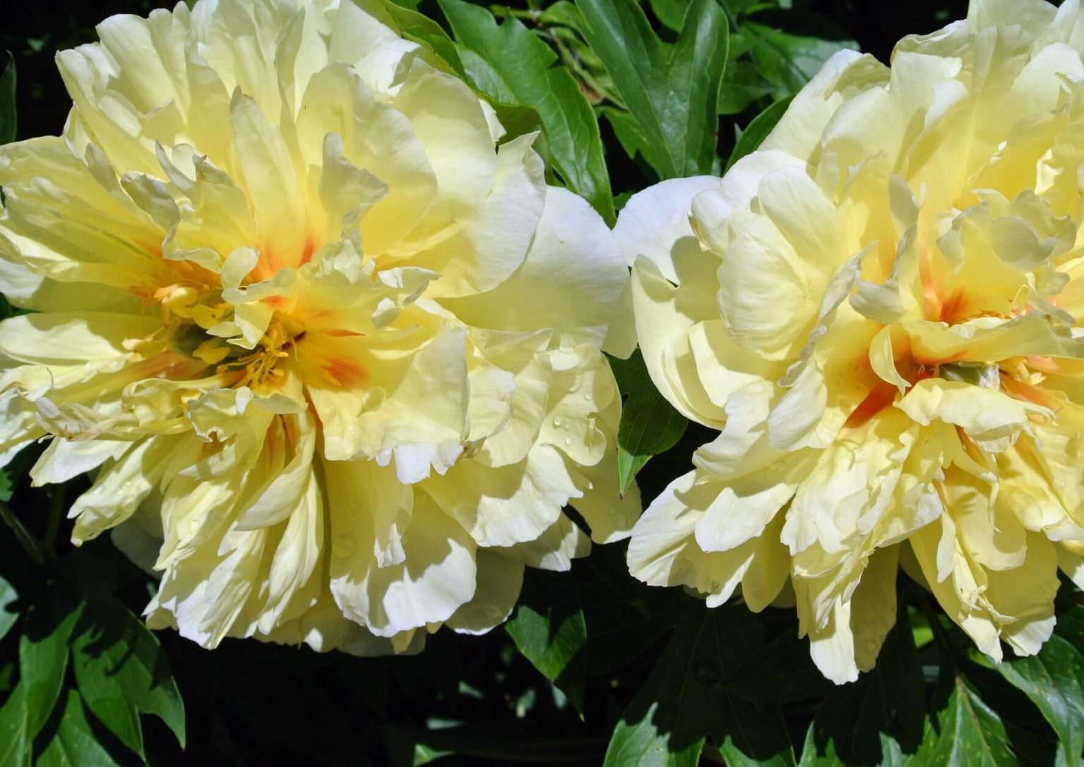 30+ Types Of Peonies - Tree, Herbaceous & Itoh (Pictures & Care Guide)