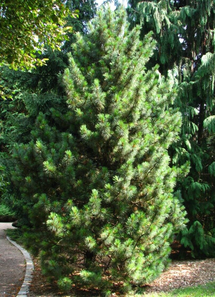 60+ Different Types Of Pine Trees (With Names and Pictures)