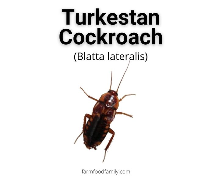 29+ Different Types Of Cockroaches With Pictures: Roach Identification Tips