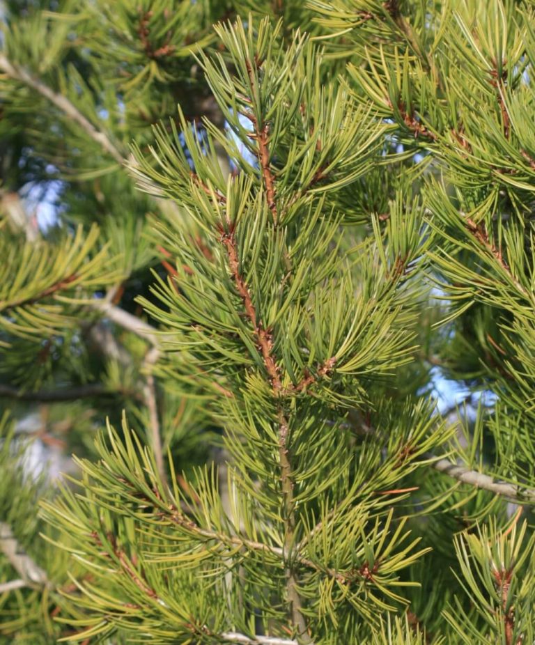60+ Different Types Of Pine Trees (With Names and Pictures)