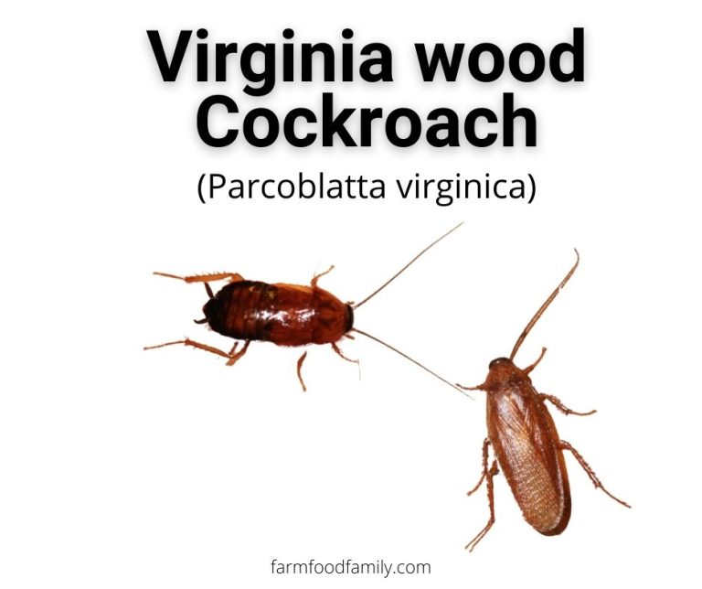 29+ Different Types Of Cockroaches With Pictures: Roach Identification Tips