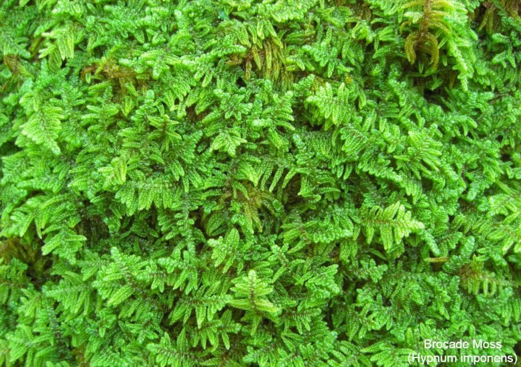30+ Popular Types Of Mosses With Names, Pictures and Their Uses