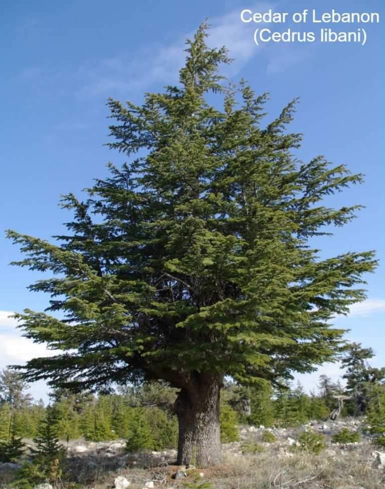 10+ Different Types Of Cedar Trees & Wood With Identification & Pictures