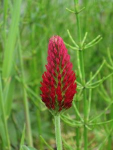 51+ Different Types Of Clovers With Names, Facts and Pictures