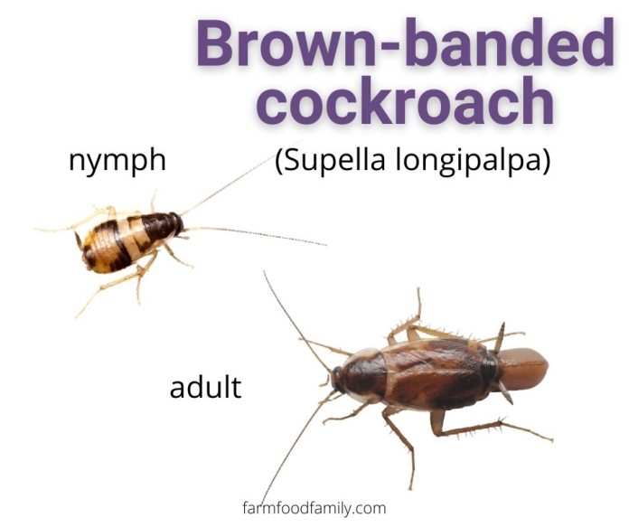 29+ Different Types Of Cockroaches With Pictures: Roach Identification Tips