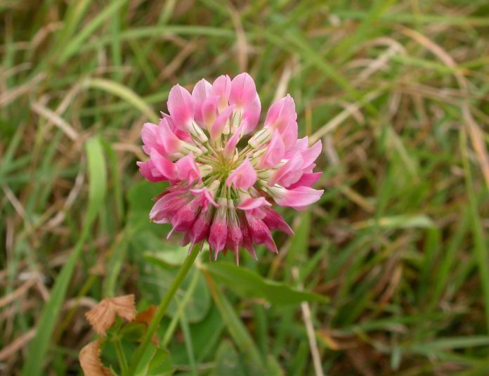 51+ Different Types Of Clovers With Names, Facts and Pictures