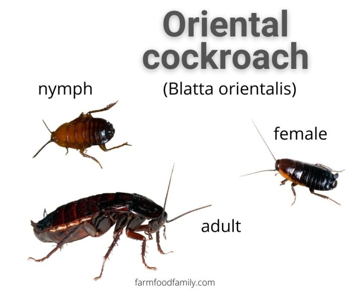 29+ Different Types Of Cockroaches With Pictures: Roach Identification Tips