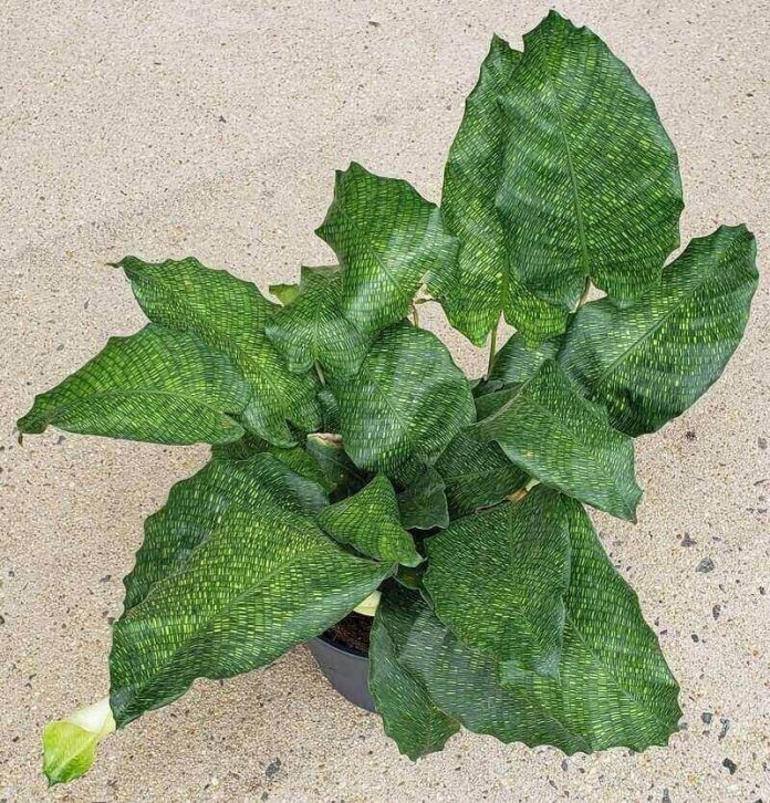 Calathea: Varieties, Growing and Care For Rattlesnake Plant, Zebra Plant