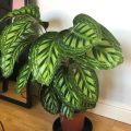 Calathea: Varieties, Growing and Care For Rattlesnake Plant, Zebra Plant