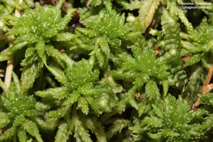 30+ Popular Types Of Mosses With Names, Pictures and Their Uses