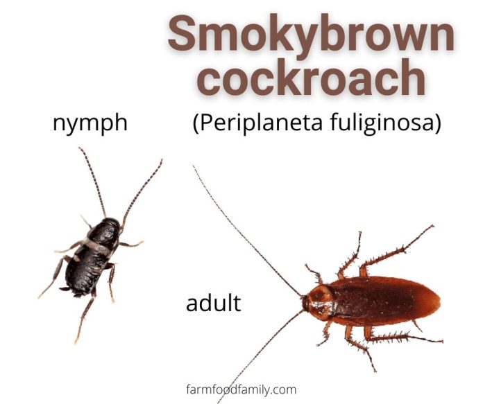 29+ Different Types Of Cockroaches With Pictures: Roach Identification Tips