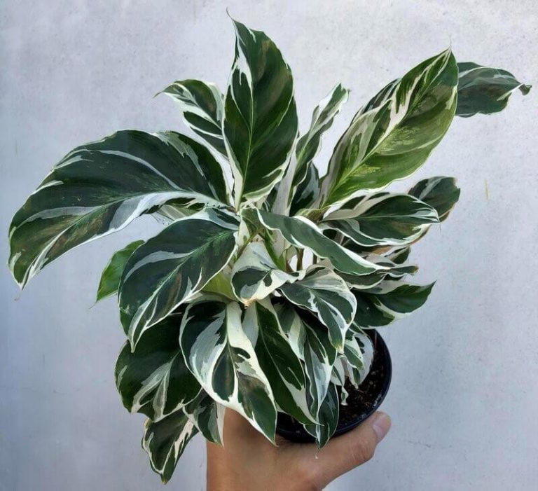 Calathea: Varieties, Growing and Care For Rattlesnake Plant, Zebra Plant