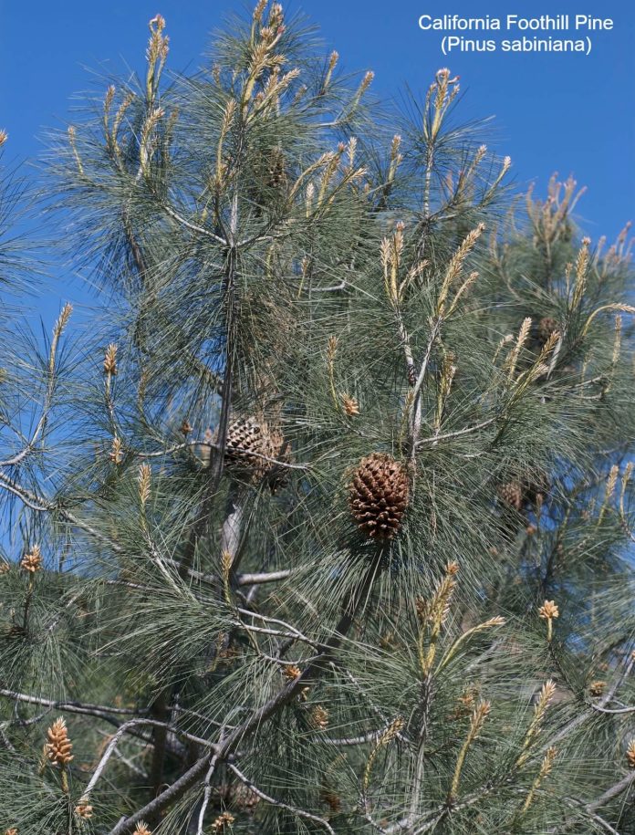 60+ Different Types Of Pine Trees (With Names and Pictures)