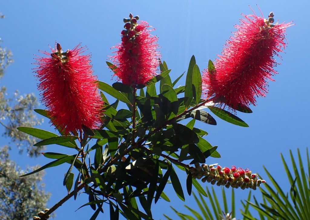 Bottle Brush Tree: Varieties, Growing and Caring For Callistemon