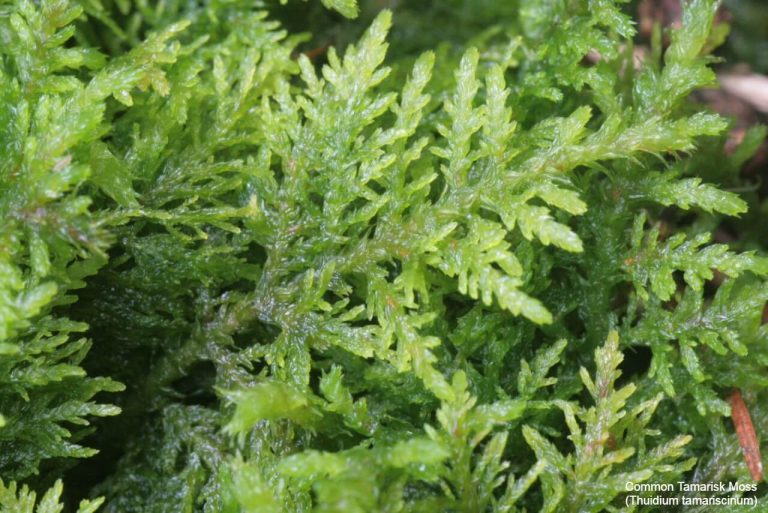 30+ Popular Types Of Mosses With Names, Pictures and Their Uses