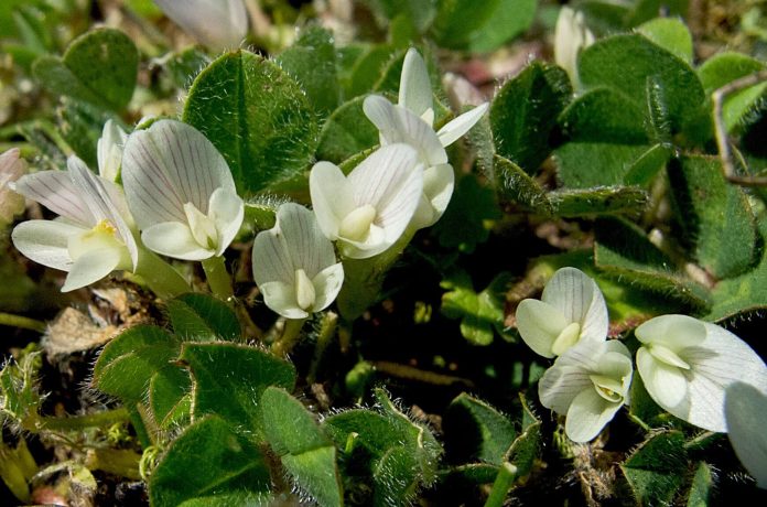 51+ Different Types Of Clovers With Names, Facts and Pictures