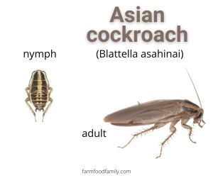 29+ Different Types Of Cockroaches With Pictures: Roach Identification Tips