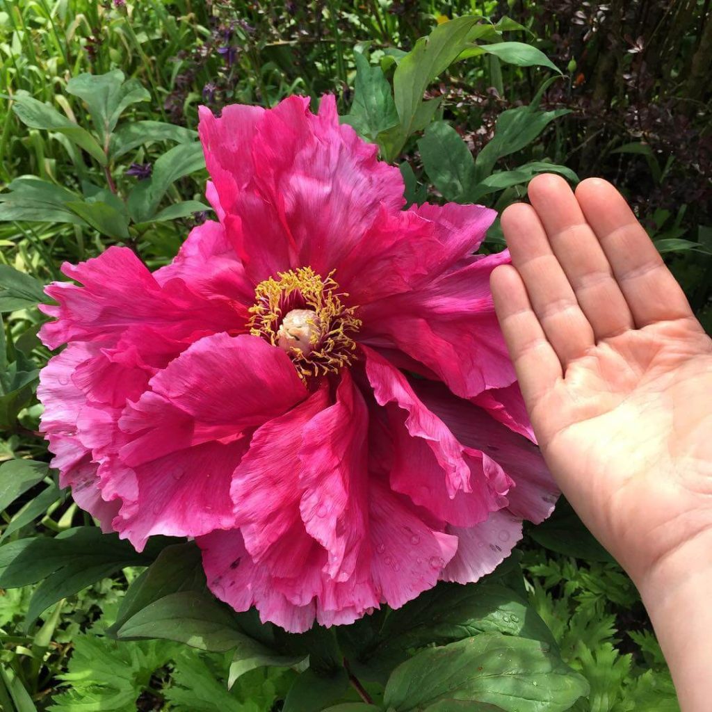 30+ Types Of Peonies - Tree, Herbaceous & Itoh (Pictures & Care Guide)