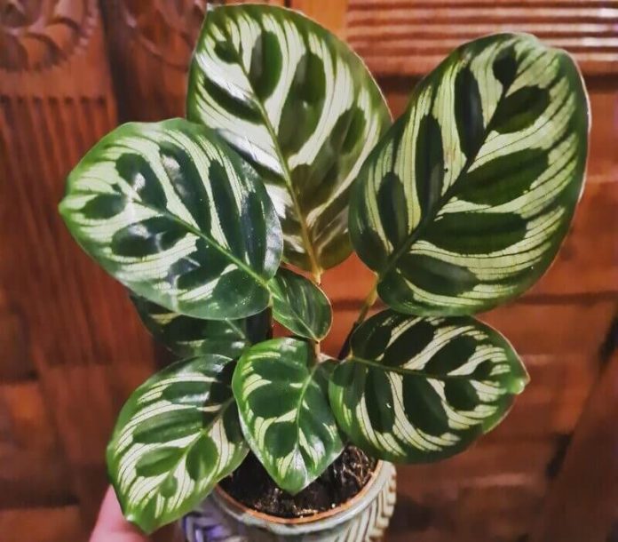 Calathea: Varieties, Growing and Care For Rattlesnake Plant, Zebra Plant
