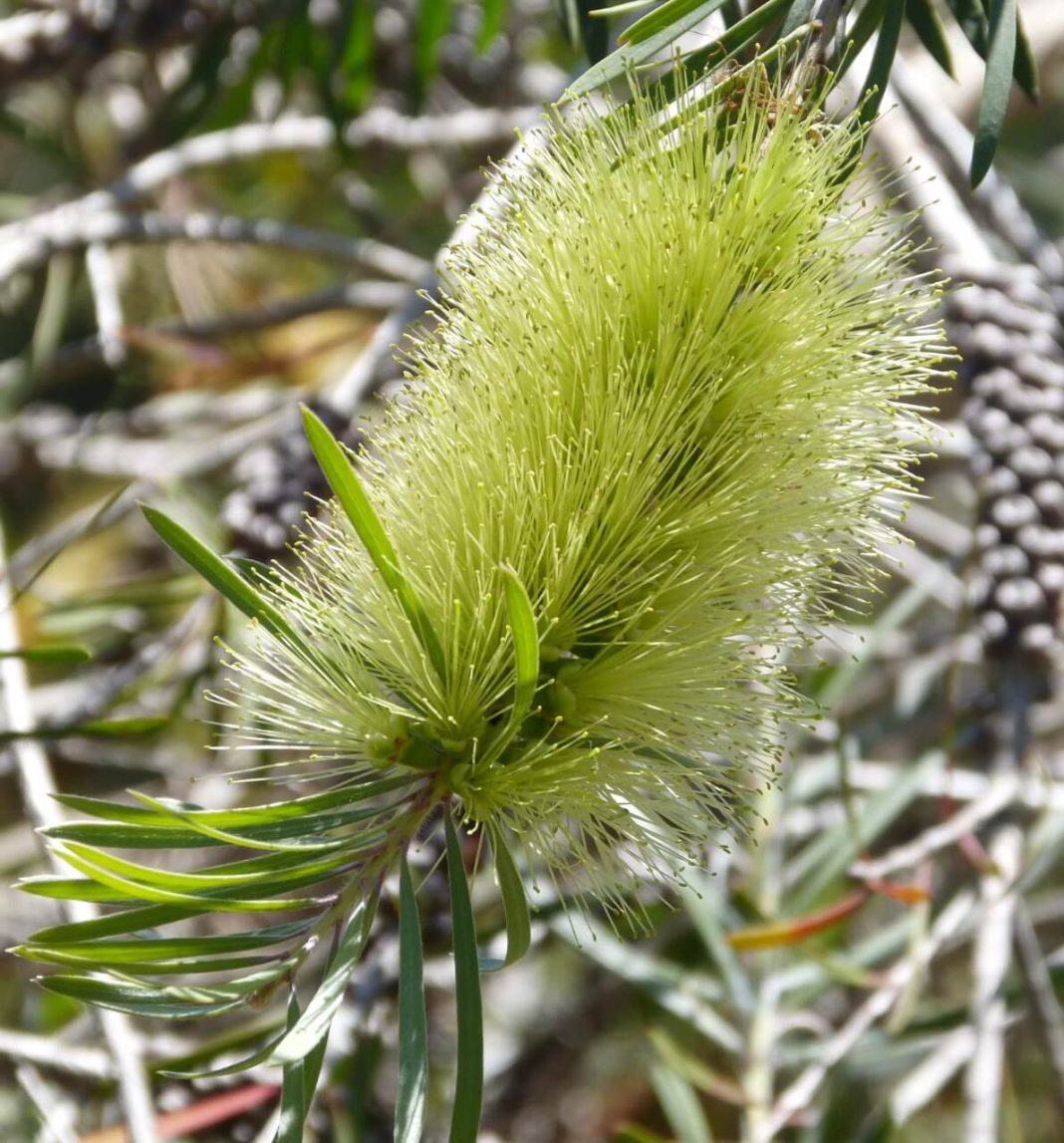 Bottle Brush Tree: Varieties, Growing and Caring For Callistemon