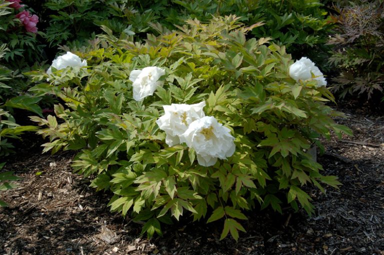 30+ Types Of Peonies - Tree, Herbaceous & Itoh (Pictures & Care Guide)