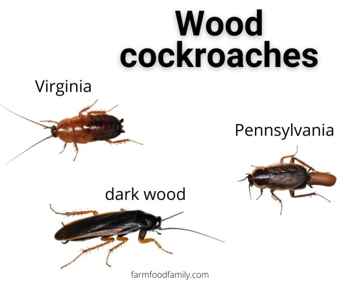 29+ Different Types Of Cockroaches With Pictures: Roach Identification Tips