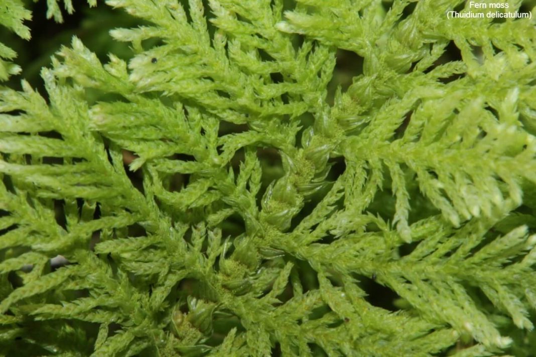 30+ Popular Types Of Mosses With Names, Pictures and Their Uses