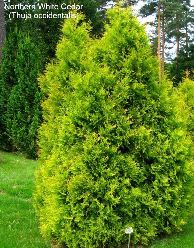 10+ Different Types Of Cedar Trees & Wood With Identification & Pictures