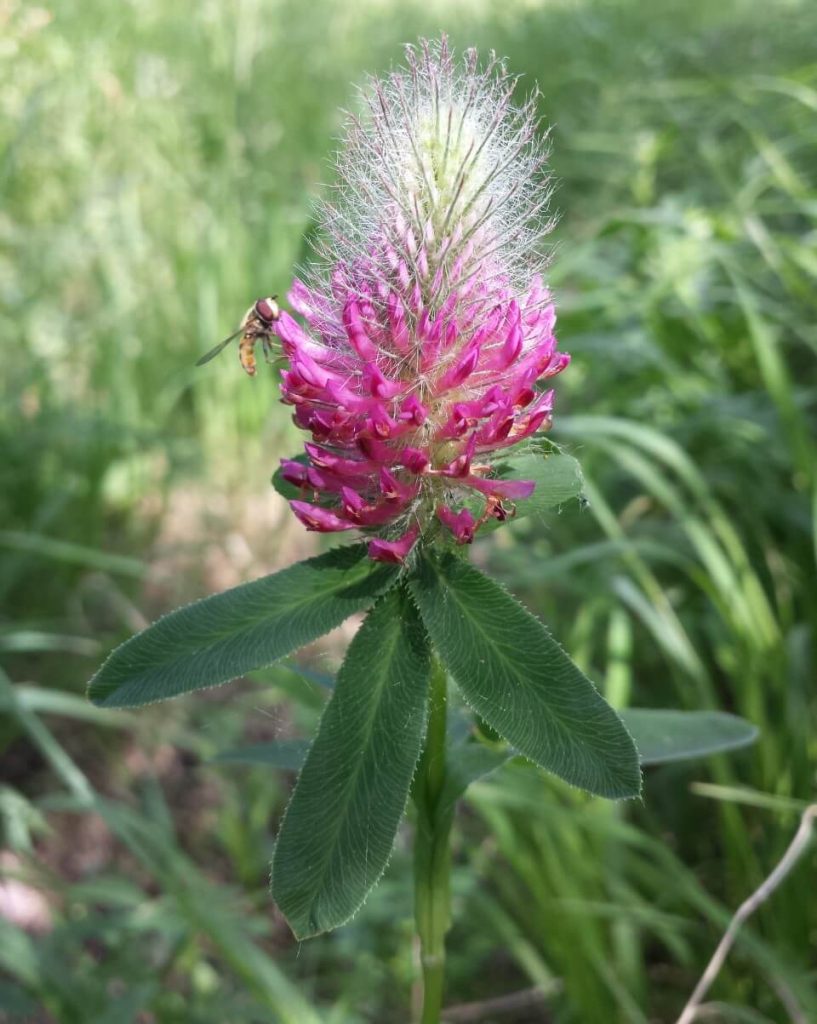 51+ Different Types Of Clovers With Names, Facts and Pictures
