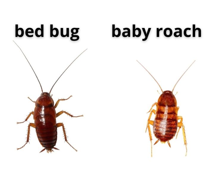 12 Bugs That Look Like Cockroaches But Aren't (With Pictures)