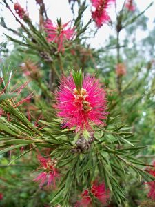 Bottle Brush Tree: Varieties, Growing and Caring For Callistemon