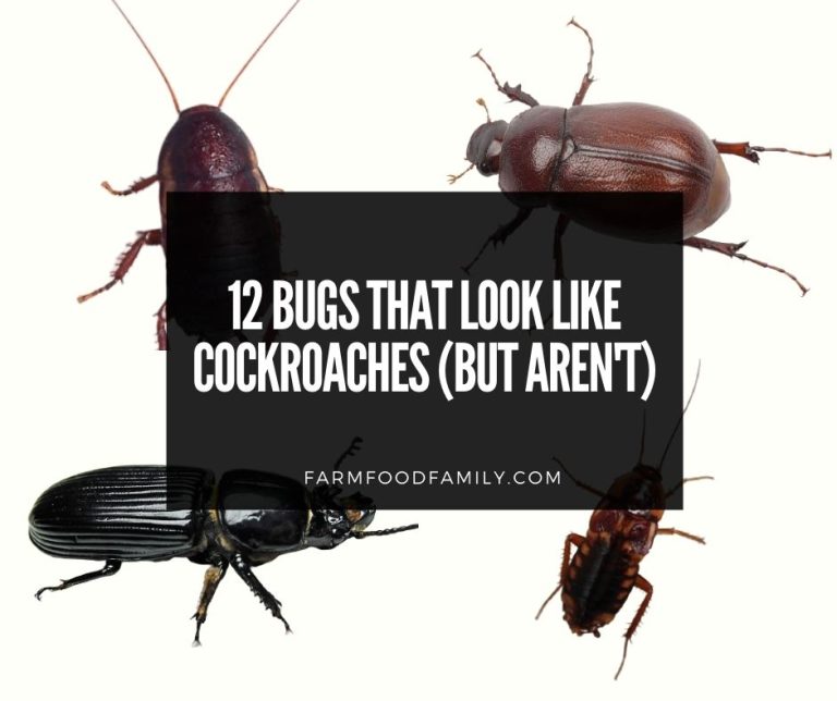 12 Bugs That Look Like Cockroaches But Aren T With Pictures