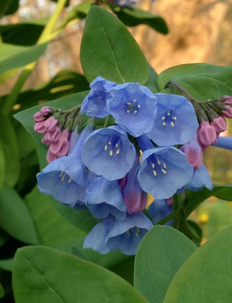How To Grow and Care for Virginia Bluebells Flowers (Mertensia virginica)