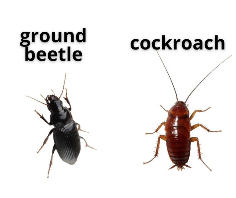 12 Bugs That Look Like Cockroaches But Aren't (With Pictures)