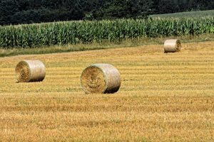 Straw vs Hay Bale: What's The Difference Between Straw And Hay?