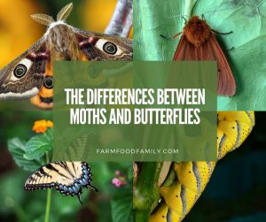 Moths vs Butterflies: The Differences Between Moths and Butterflies