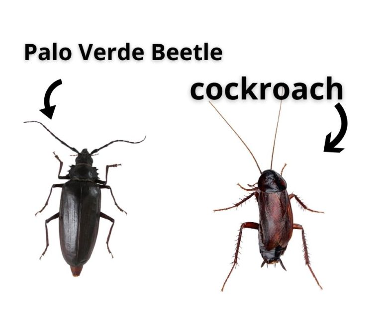 12 Bugs That Look Like Cockroaches But Aren't (With Pictures)