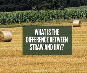 Straw vs Hay Bale: What's The Difference Between Straw And Hay?