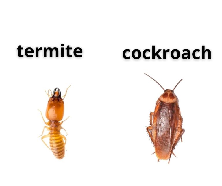 12 Bugs That Look Like Cockroaches But Aren't (With Pictures)