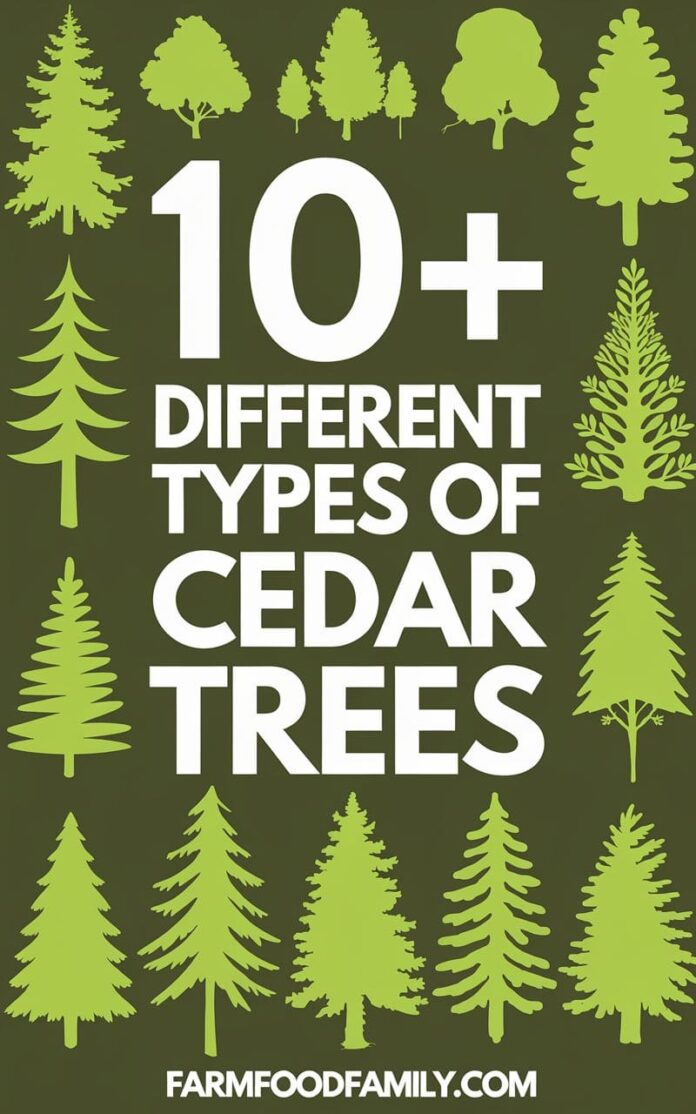 10+ Different Types Of Cedar Trees & Wood With Identification & Pictures