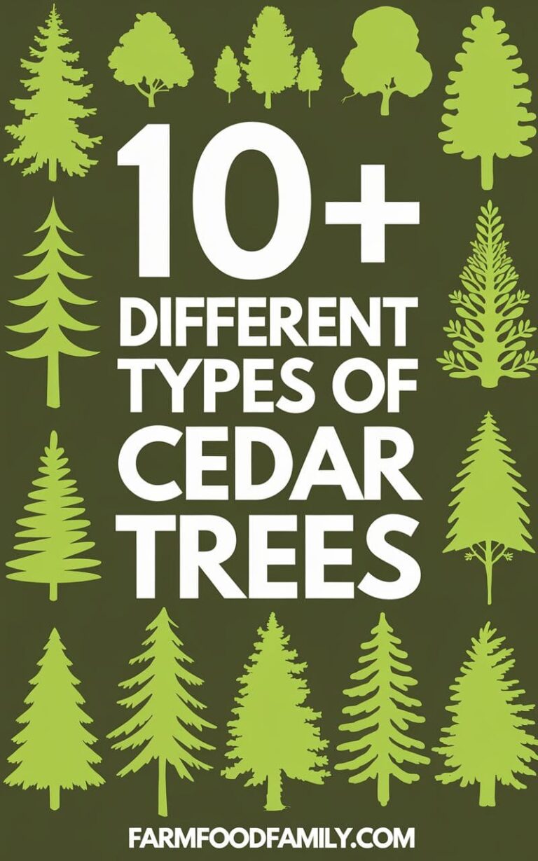 10+ Different Types Of Cedar Trees & Wood With Identification & Pictures