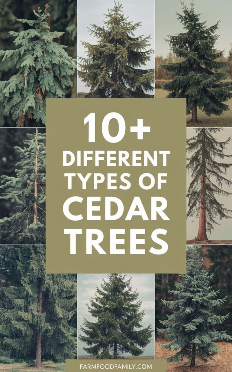 10+ Different Types Of Cedar Trees & Wood With Identification & Pictures